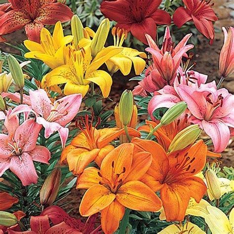 Asiatic Lily Bulbs Sunset Mixed Perennial Lily Bulbs Bulb Flowers