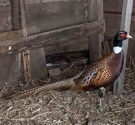 Ringneck Pheasants Freys Hatchery — Thunder Bay Feeds