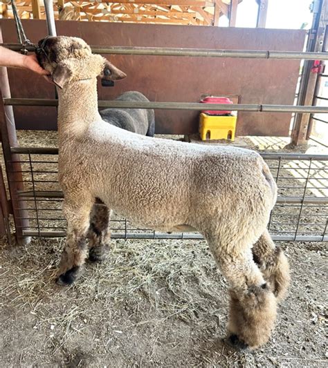 Tough Guy Reproduction Specialty Group