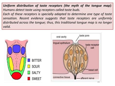 Olfactory And Gustatory Receptors Pptx