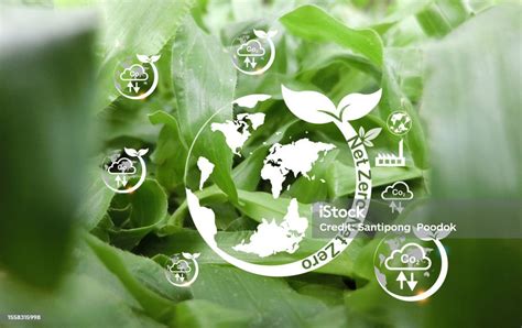 Co2 Netzero 배출 개념 탄소 중립 및 순 제로 개념 자연 환경 기후 중립 장기 전략 온실 가스 배출 목표와 아름다운