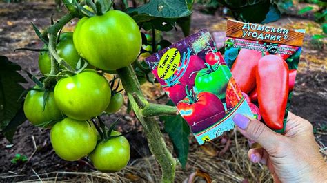 Когда спрашивают какие помидоры сажать рекомендую эти 2 урожайных сорта Youtube