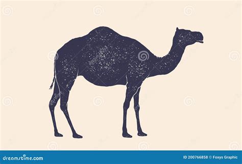 Camel Dromedary Scheme Diagram Chart Pork Butcher Guide Vector