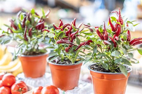Growing Indoor Pepper Plant How To Plant Grow And Care For Pimiento