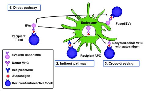 Autoantigen Presentation By Extracellular Vesicles Evs Extracellular