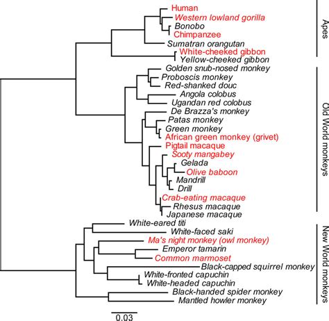 Phylogeny Of Envpb1 Orthologs From The Rin3 Locus Of Simian Primates Download Scientific
