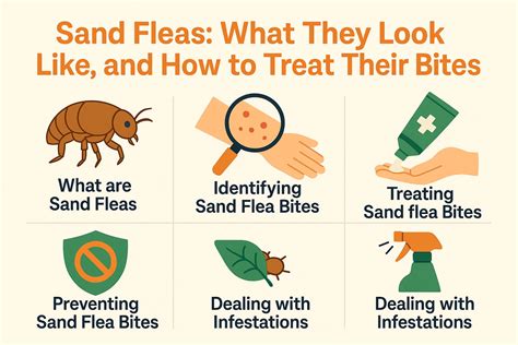 Sand Fleas Bites Look Like