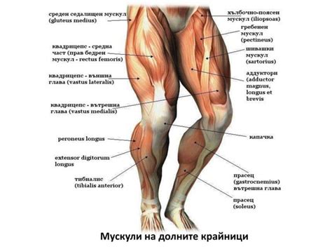 мускули в човешкото тяло Pptx