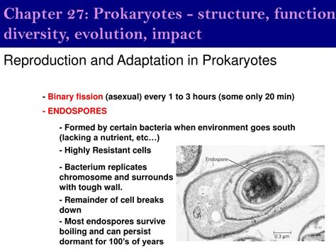 Ppt Chapter 27 Prokaryotes Structure Function Diversity