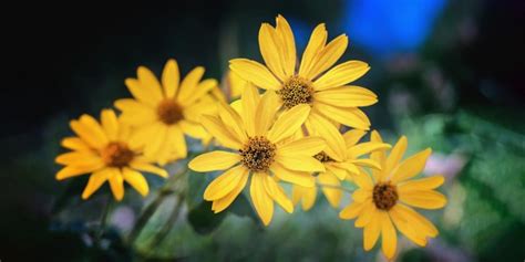 Ефикасни природни практики срещу лимфен застой билки и техники за детоксикация на лимфната