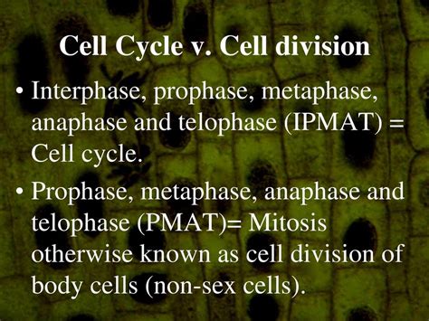 Process In Which 1 Cell Divide Into 2 Identical Cells Ppt Download