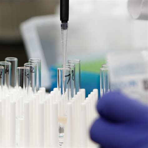 Sample Testing Pine Nut