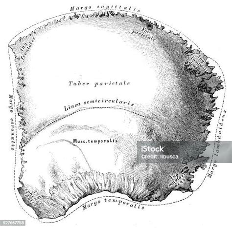 Human Anatomy Scientific Illustrations Parietal Bone Stock Illustration Download Image Now