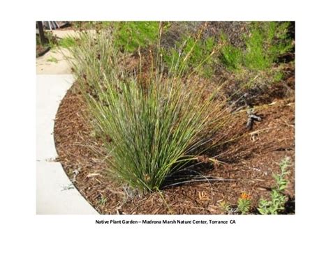 Juncus Textilis Alchetron The Free Social Encyclopedia