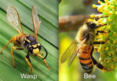 What S The Difference Between A Bee And A Wasp Ben S Bees