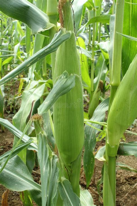 Corn Ear On Plant Stock Image Image Of Antioxidant Alternative 35341329