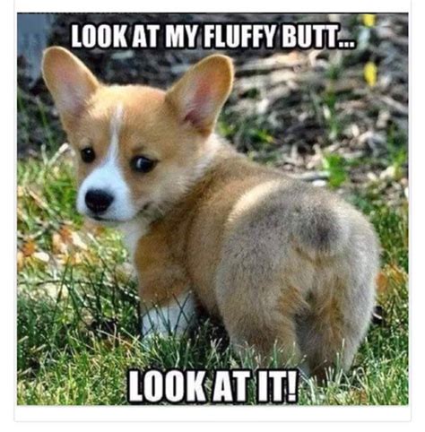 25 Funny Animal Pics And Memes To Make You Smile Funny Gallery