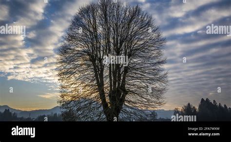Oak Tree Without Leaves Stock Videos And Footage Hd And 4k Video Clips