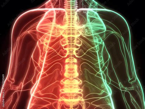 Dissecting The Human Body Through X Ray With Generative Ai Technology