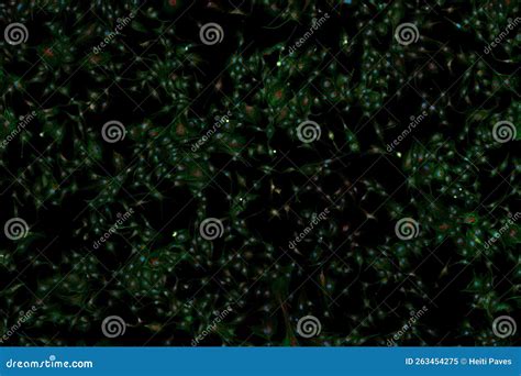Microfilaments Nuclei And Mitochondria Of Fibroblasts Stock