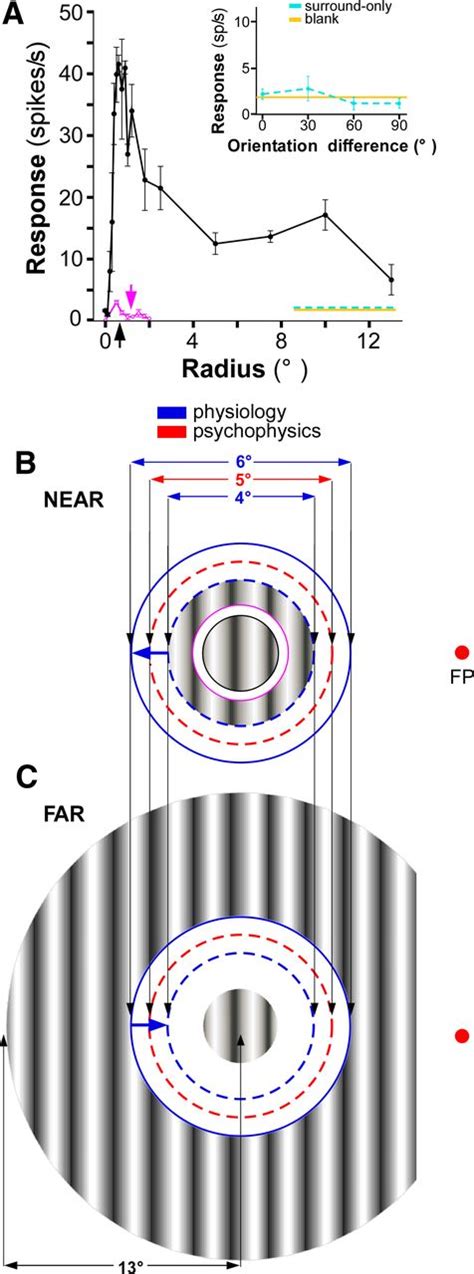 Different Orientation Tuning Of Near And Far Surround Suppression In Macaque Primary Visual