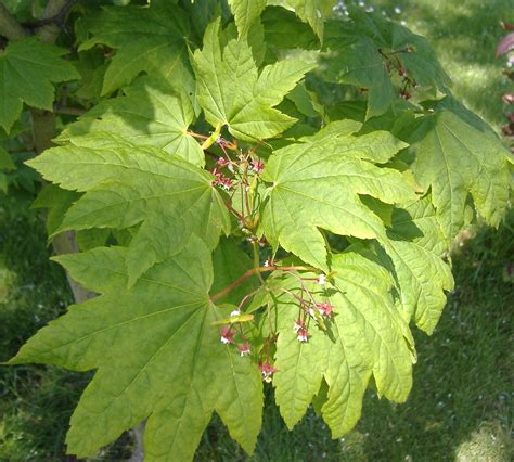 Vine Maple Green Admiral Nature Restoration