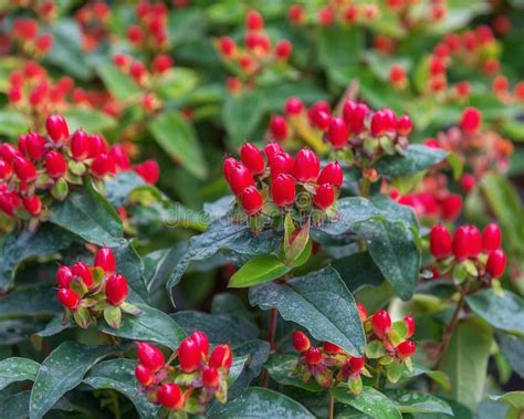 Hypericum A Plant With Beautiful Appearance And A Pleasant Delicate
