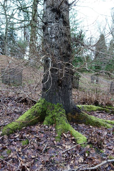 Populus Trichocarpa Photos Trees Of Britain