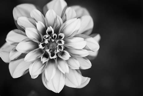 Black And White Flower Images Search Images On Everypixel