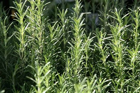 Tuscan Blue Rosemary Plant Care Guide Plantly