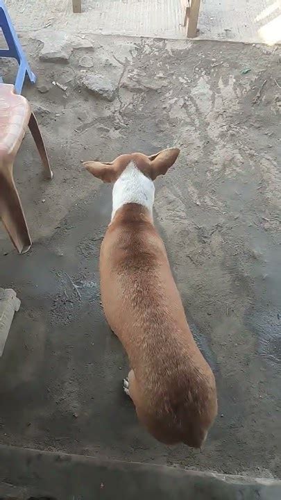 Dogs Femaledog Youtube