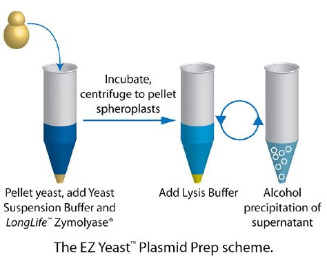Ez Yeast™ Plasmid Prep For Extraction Of Plasmids From Yeast G Biosciences Nucleic Acid