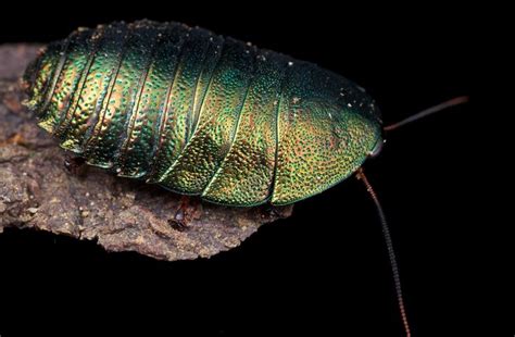Iridescent Green Pill Cockroach Bugs And Insects Beautiful Bugs