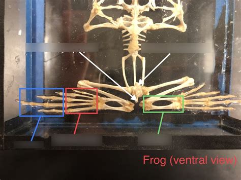Frog Skeleton Ventral