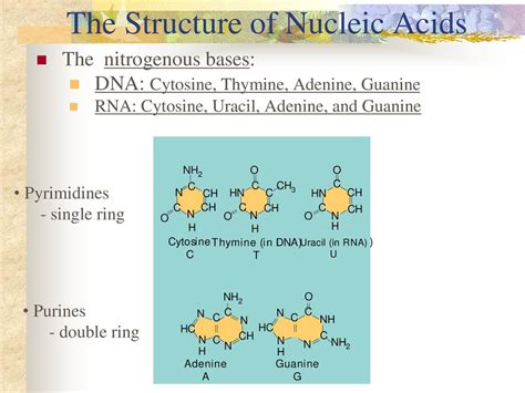 Agenda 34 Intro To Biochemistry Ppt Download