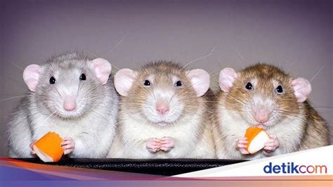 Potret Tikus Yang Tampil Imut Dan Menggemaskan