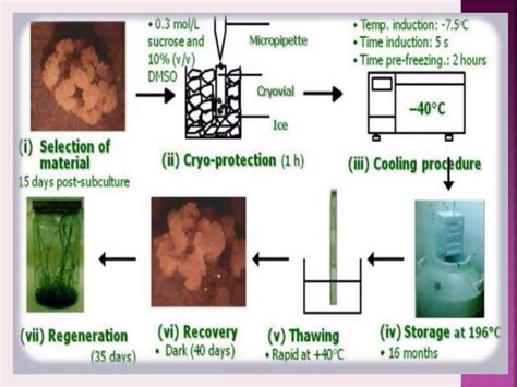 Cryopreservation In Ornamental Crops Pptx