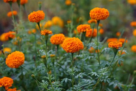 African Marigold Plant Care Growing Guide Artofit