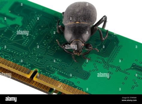 Bug On PC Memory Circuit Board Computer Error Concept Isolated On White Background Stock Photo