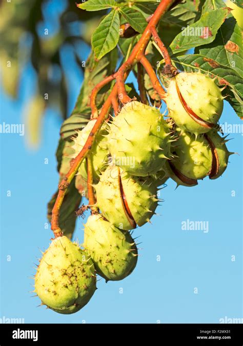 Zweig Ast Stockfotos Und Bilder Kaufen Alamy