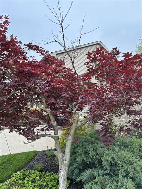 Japanese Maple Decline R Arborists