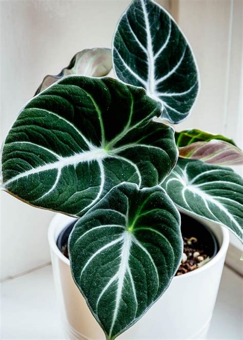 How To Keep Alocasia Black Velvet Alive And Thriving Alocasia