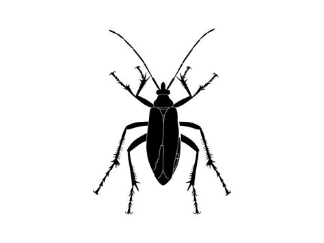 Assassin Bug Vector Silhouettes Halloween Insect Art Premium Ai