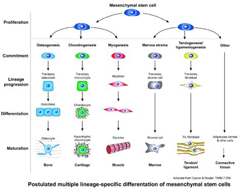 Multipotentiality Of Mesenchymal Stem Cells These Cells Are Used