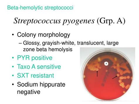 Ppt Streptococcaceae I Powerpoint Presentation Id 1377755