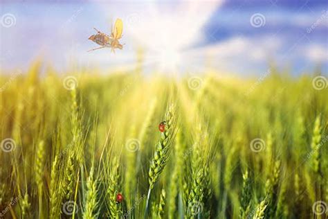 Natural Green Background With Flying June Bug Butterflies And Crawling Ladybugs In Sunlight