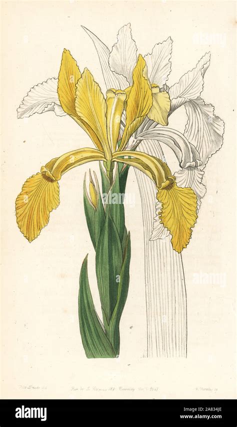 Golden Flag Iris Crocea Golden Iris Iris Aurea Handcoloured Copperplate Engraving By George