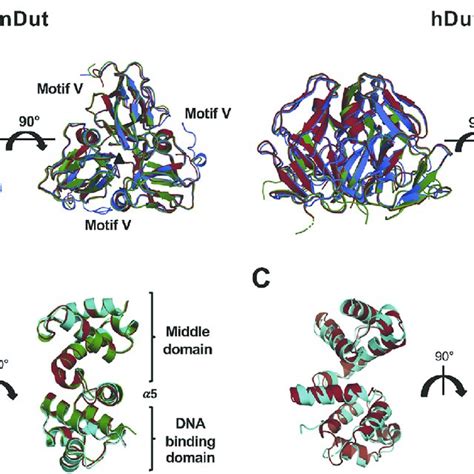 Trimeric Duts Present A Competent Conformation For Stl Binding A