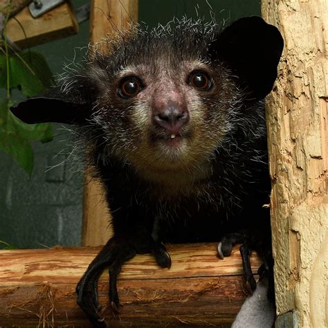Aye Aye Conservation Albuquerque Nm