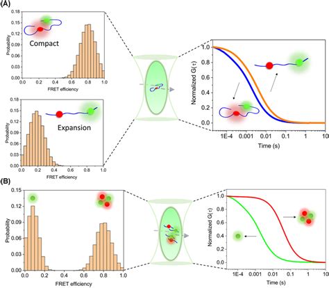Application Of Single Molecule Fluorescence Techniques To Study The